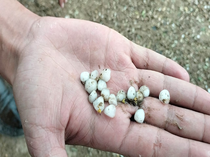 rajasthan barmer Unseasonal rain and hailstorm again in the desert ...