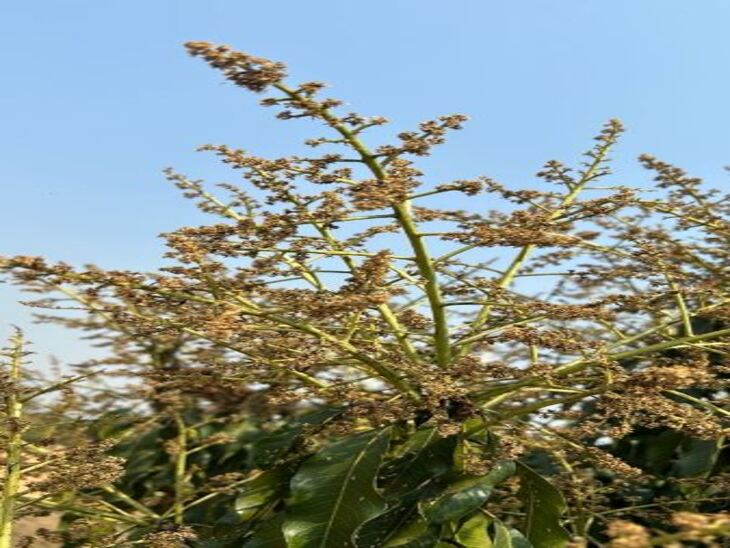 Harper insect outbreak on mango, due to lack of rain, the king of ...