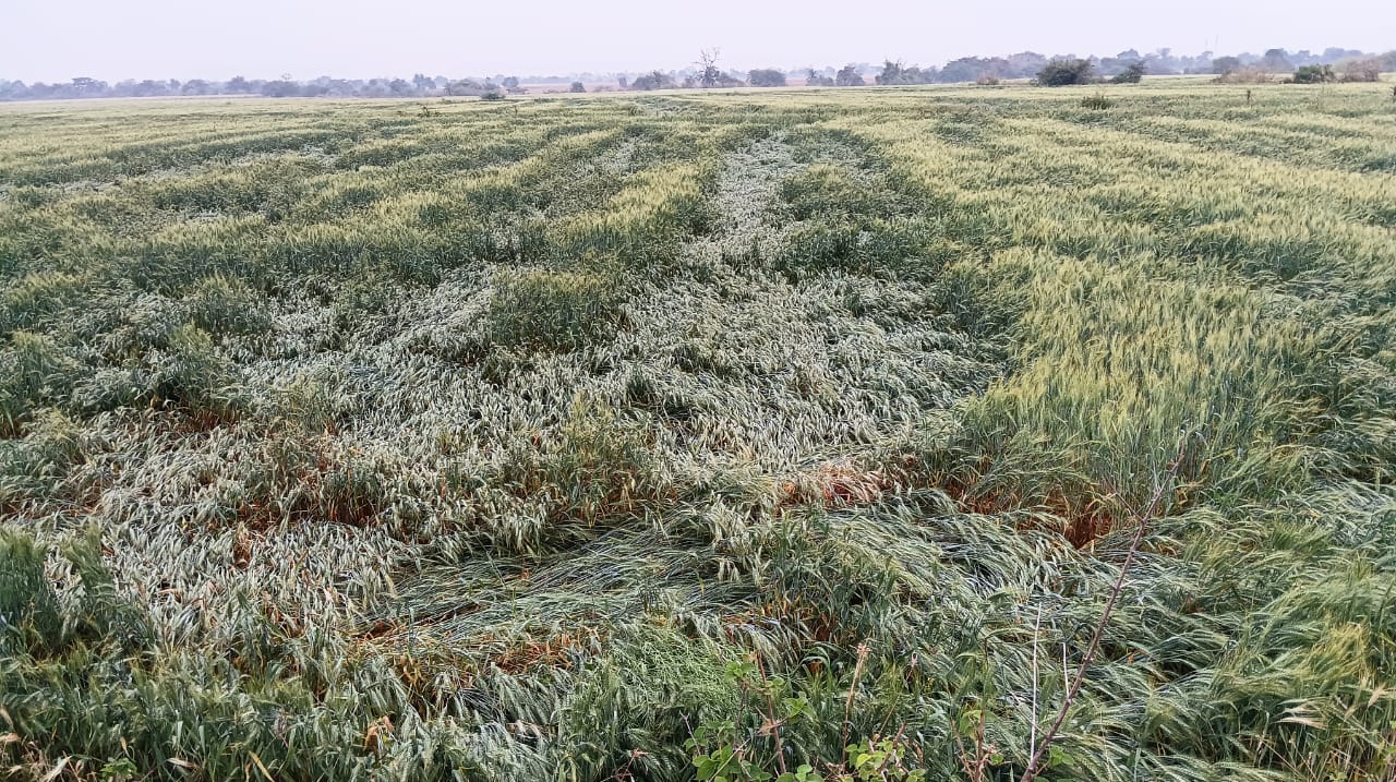 In Narmadapuram, wheat and gram crops got stuck, farmers said the grain ...
