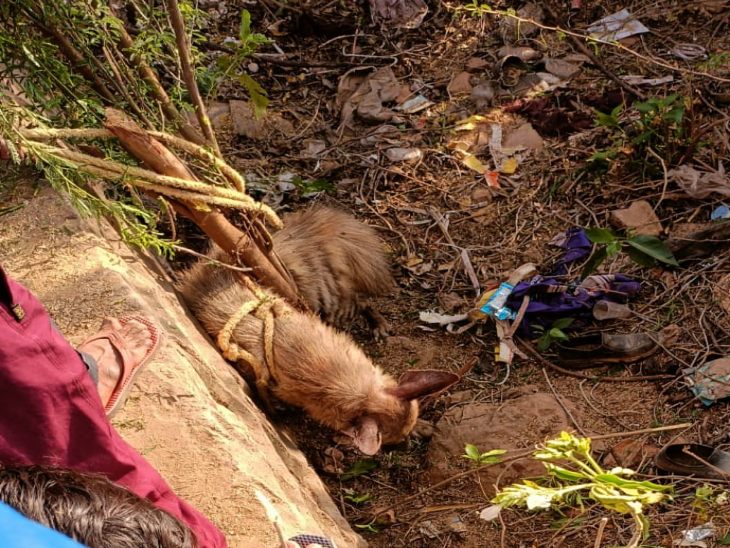 Forest team rescued and released Jarakh in the forest | जरख ने हमला कर ...