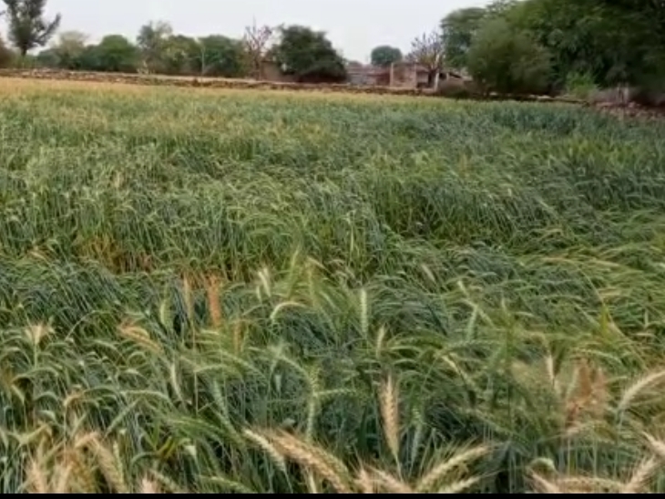Damage to wheat crop, mustard and gram also fell in the fields; Farmers ...