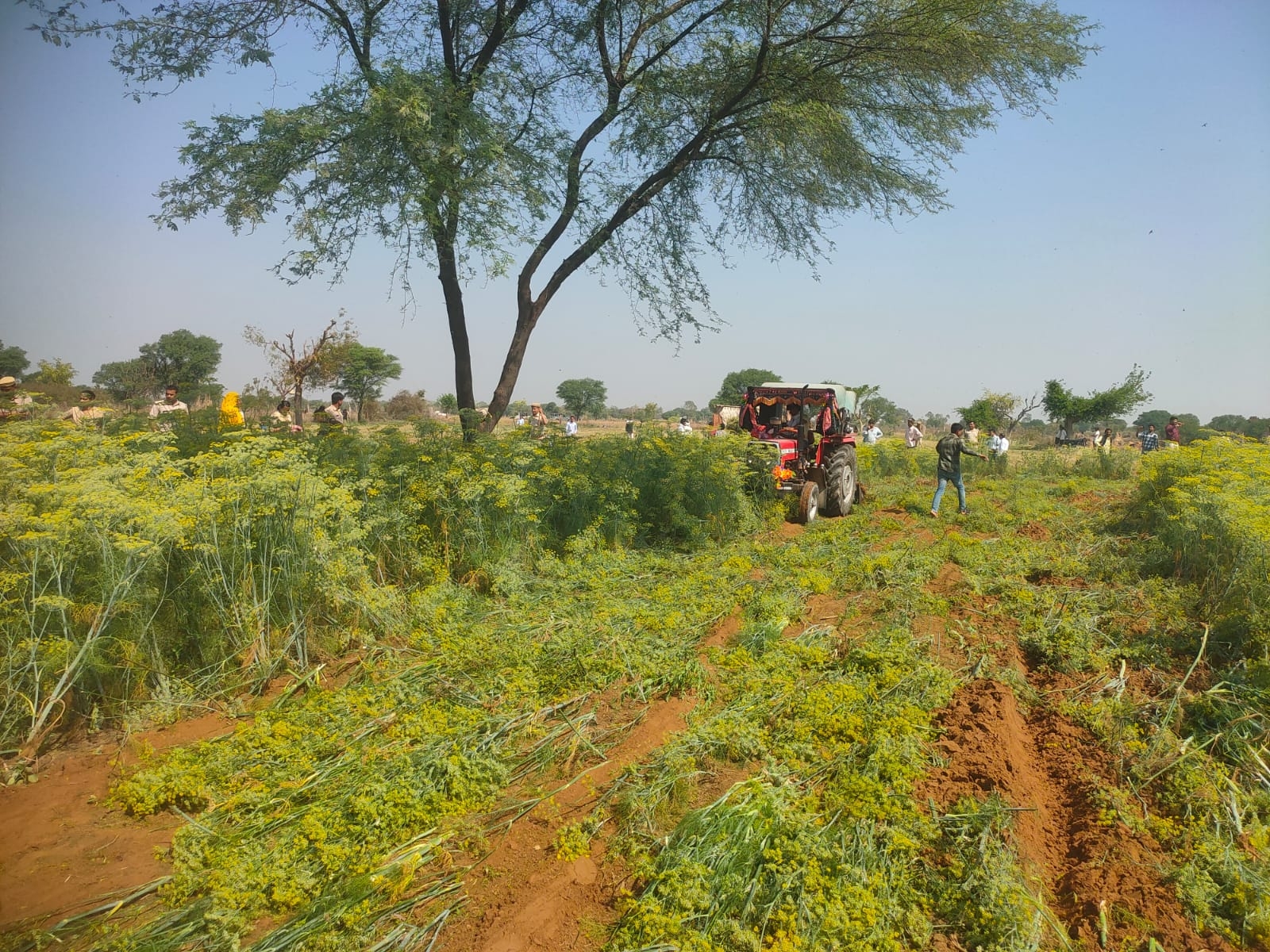 People have grown crops of mustard and wheat, police and administration ...