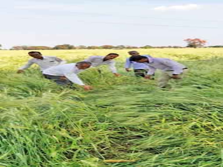 Officers taking stock of damage in Ashta and Jawar area, farmers said ...