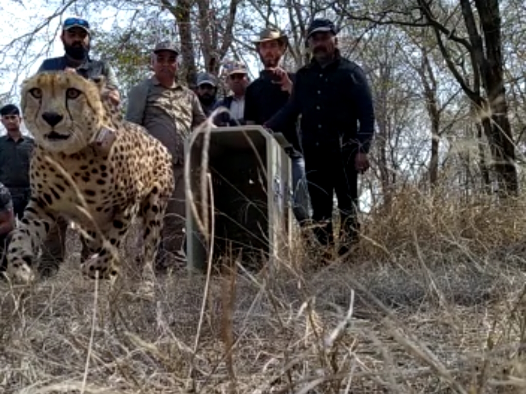 Ovan and Asha hunt two cheetahs after being released into the open ...