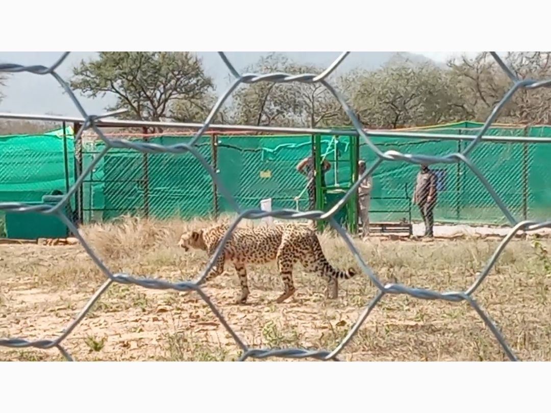 Ovan and Asha hunt two cheetahs after being released into the open ...