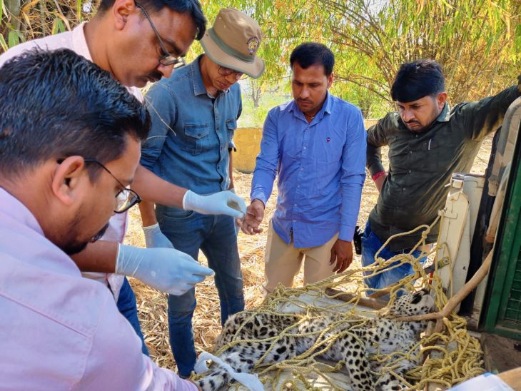 Reached near the border of the village, goat herder was seen, now ...