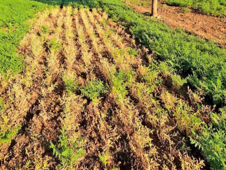 Blight disease in gram crop, leaves are withering, plants are slowly ...