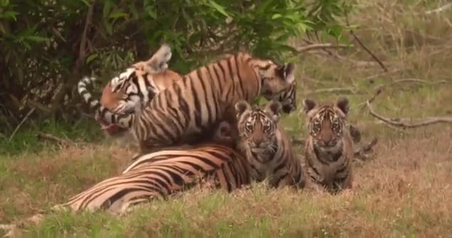 Satpura Tiger Reserve Photos; Baghin Laila Gave Birth To Four Cubs ...