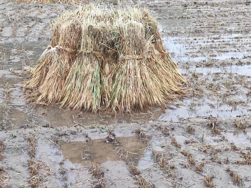 Damage to wheat and gram crops, farmers demand compensation | कोटपूतली ...