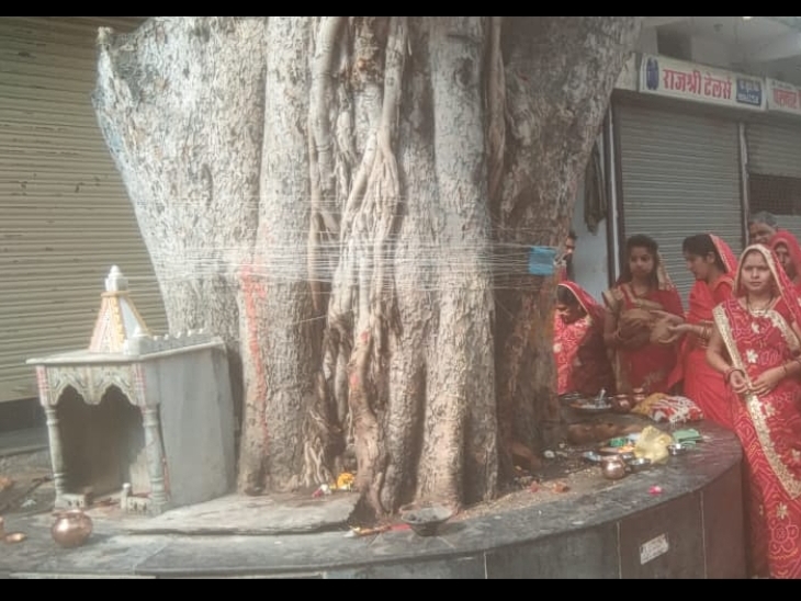 Wishing for prosperity by tying yarn on Peepal tree, kept fast to ...