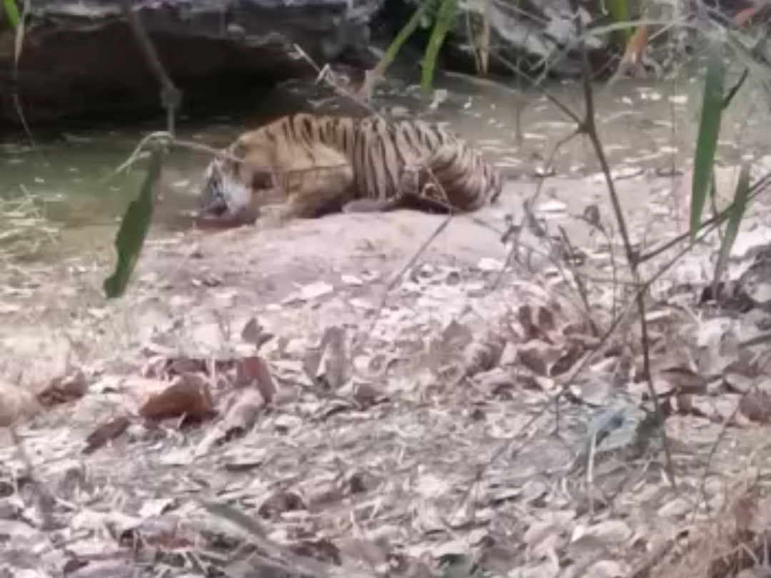 Chhota Bheem tiger rested in the water of Nigha Nala, a sight seen in ...