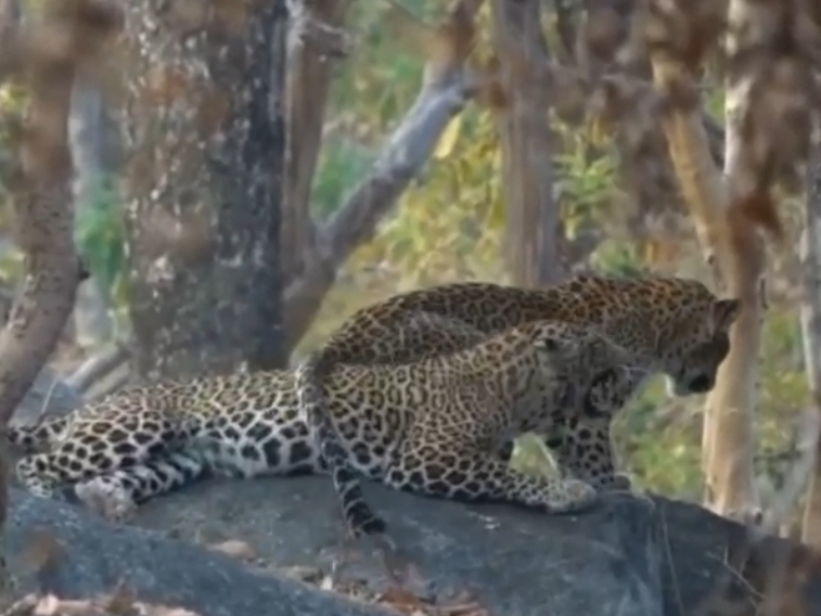 Tourists were thrilled to see the pair of leopards, the view was ...