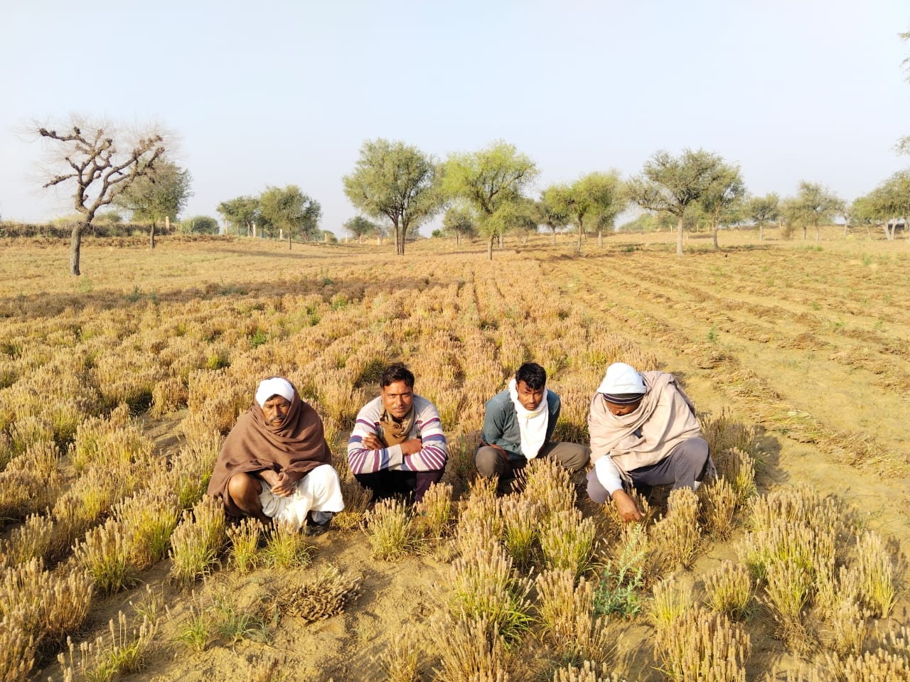 Farmer said - Isabgol's yield was expected, 50 percent crops are ...