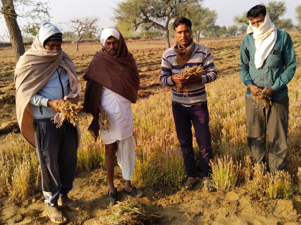 Farmer said - Isabgol's yield was expected, 50 percent crops are ...