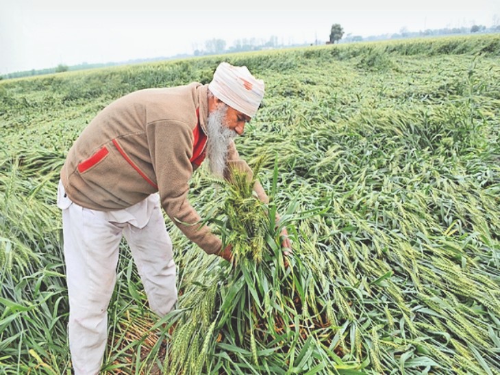 Western Disturbance spoiled the mood of the weather, farmers were in ...