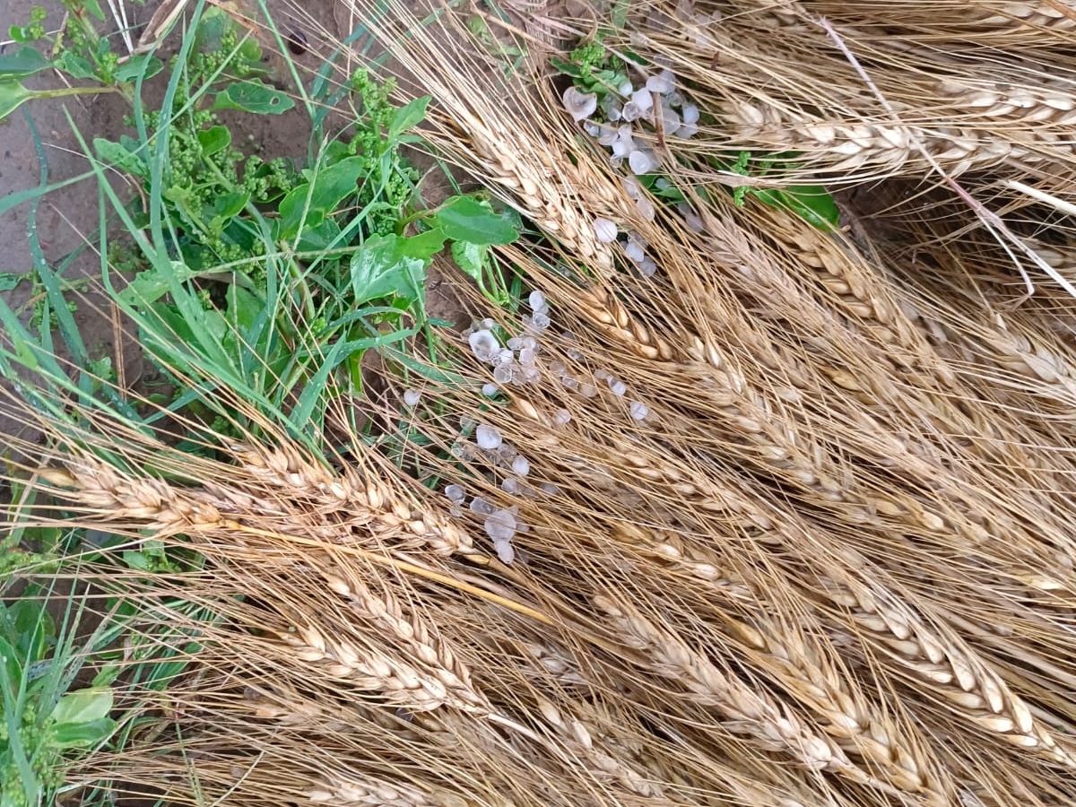 Damage to other crops including wheat, barley, gram, hail fell in many ...