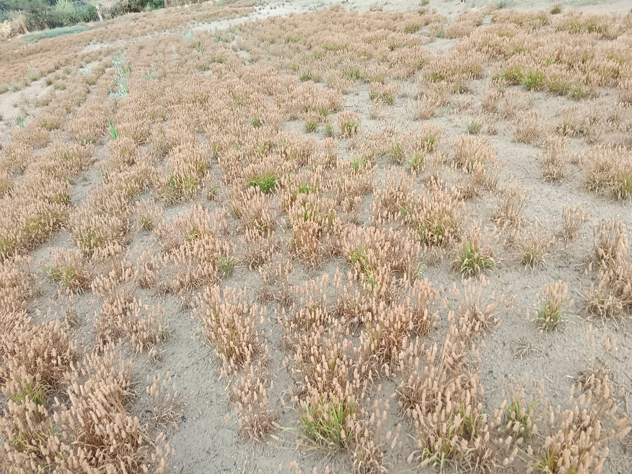 rajasthan barmer rain, In many parts of Barmer, Dhorimanna, Sedwa ...