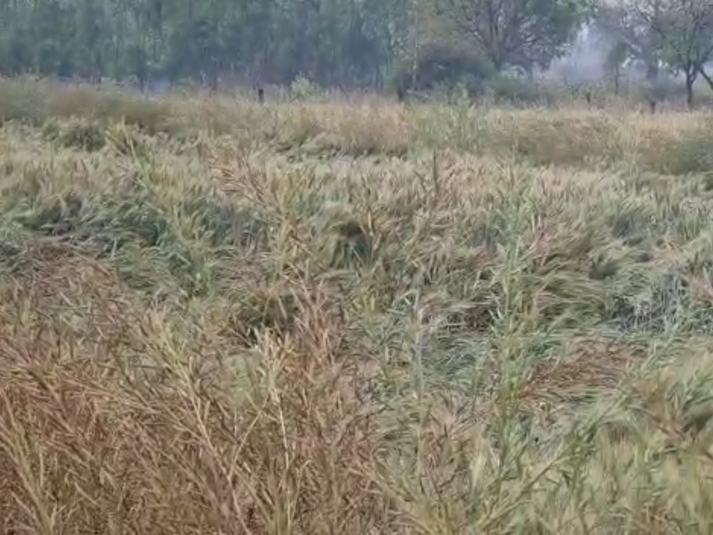 Lines of worry on the face of farmers, farmers worried, loss of gram ...