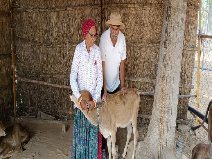 Made his 110 bigha farm a farm, even at the age of 75 | लावारिस गोवंश ...