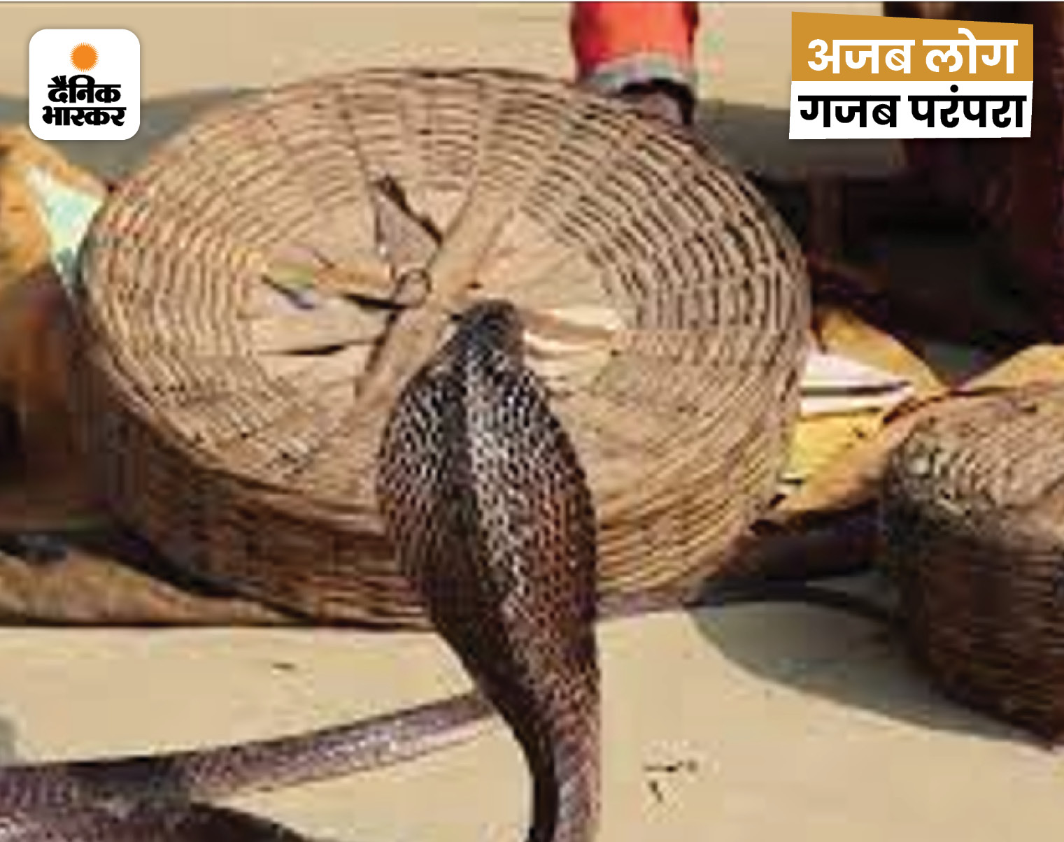 MP Kalbeliya Samaj History; Guna Sapera (Snake Charmer) Facts And ...