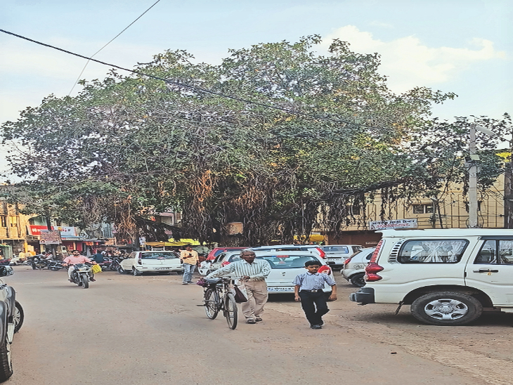 No one's attention to the banyan tree at Subhash Chowk, the symbol of ...