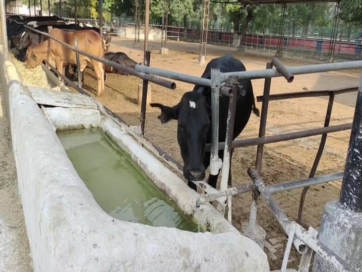 Karnal News, NDRI will now sell semen of animals, the central ...