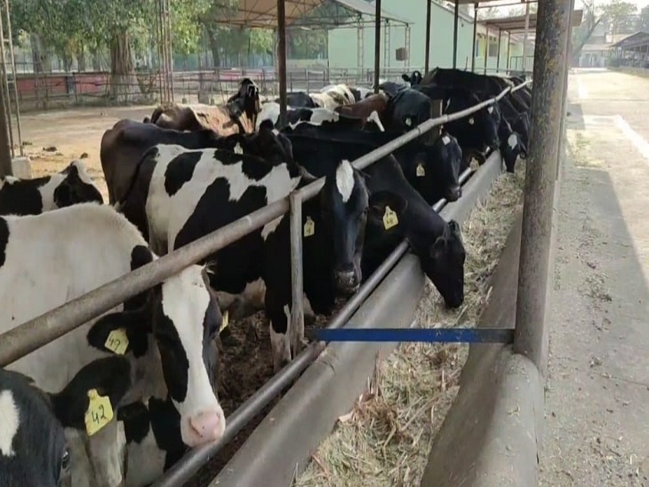 Karnal News, NDRI will now sell semen of animals, the central ...