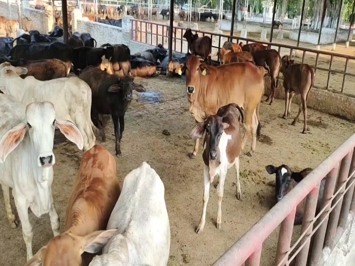 Karnal News, NDRI will now sell semen of animals, the central ...