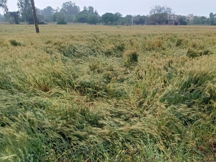 Kaithal weather update, rain since morning, damage in wheat-vegetables ...