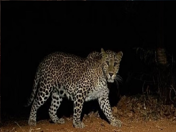 Wild animal attacked two villagers who went to pick Mahua, forest ...