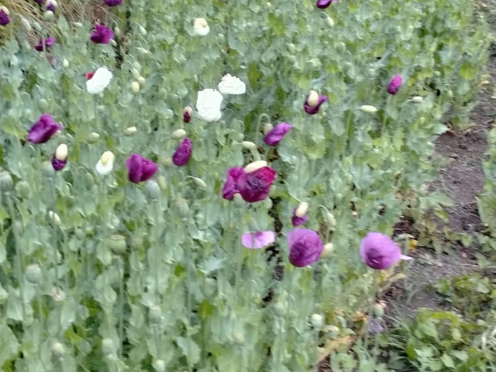 Kullu news : Banjar Crime news, Opium Cultivation Destroyed