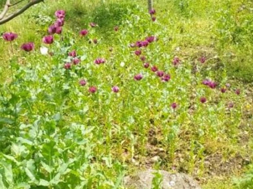 Kullu news : Banjar Crime news, Opium Cultivation Destroyed