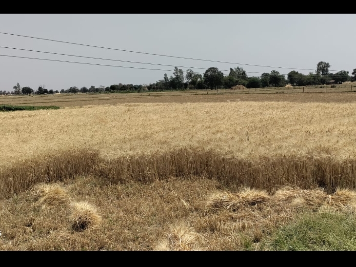 Due to the carelessness of the power company, the crops were burnt to ...