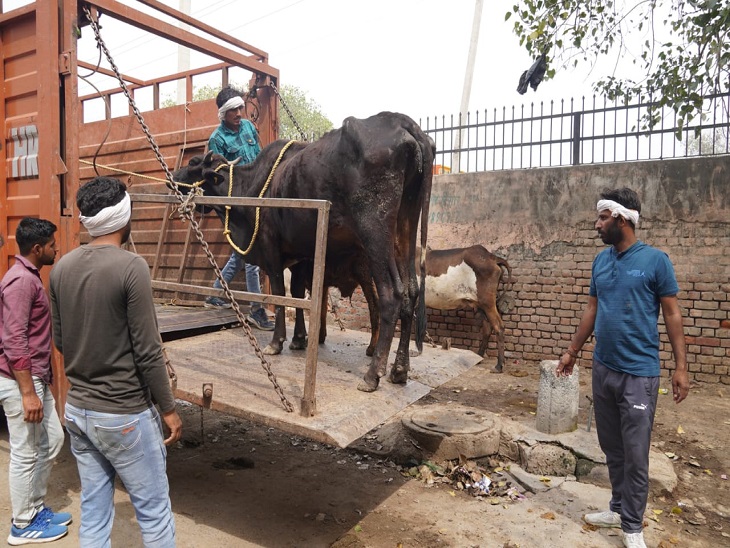 Municipal Corporation Hisar Catching Animals Padav Chowk Auto Market ...