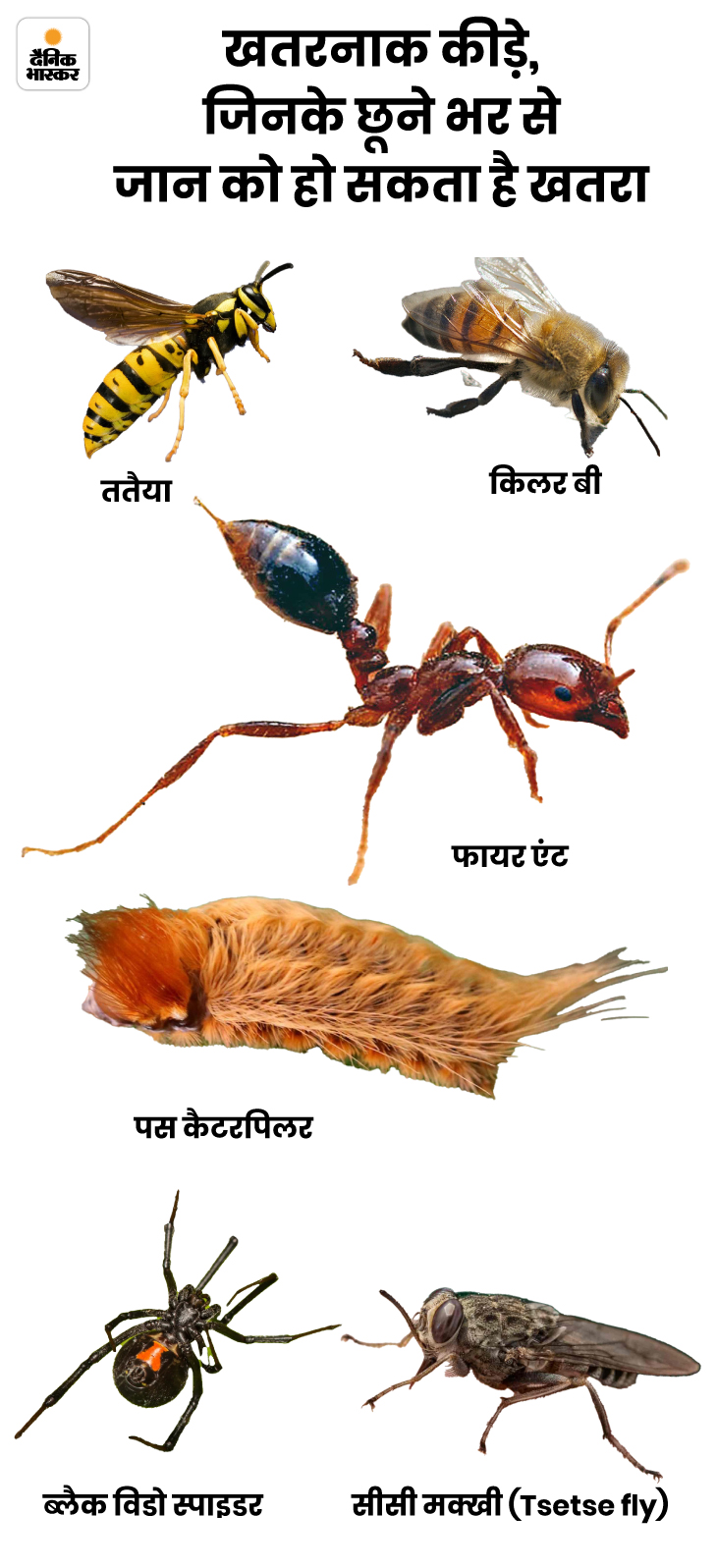 MP Guna Bee Attack Case; Madhumakhi Ke Katne Par Kya Kare (Bee Stings ...