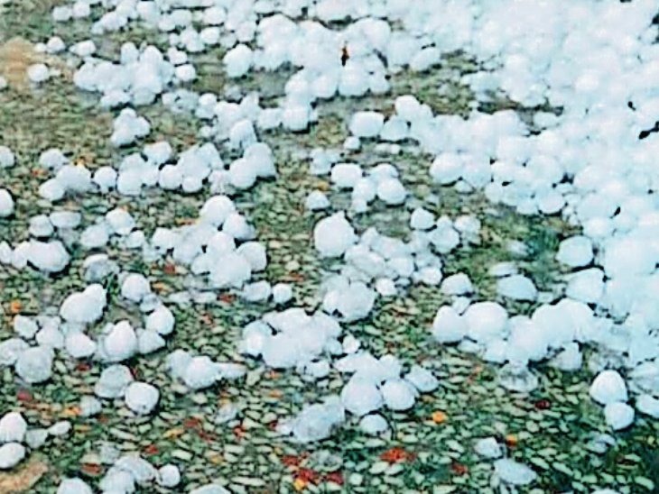 Gram-sized hail fell for 5 minutes, damage to wheat crop, mustard ...