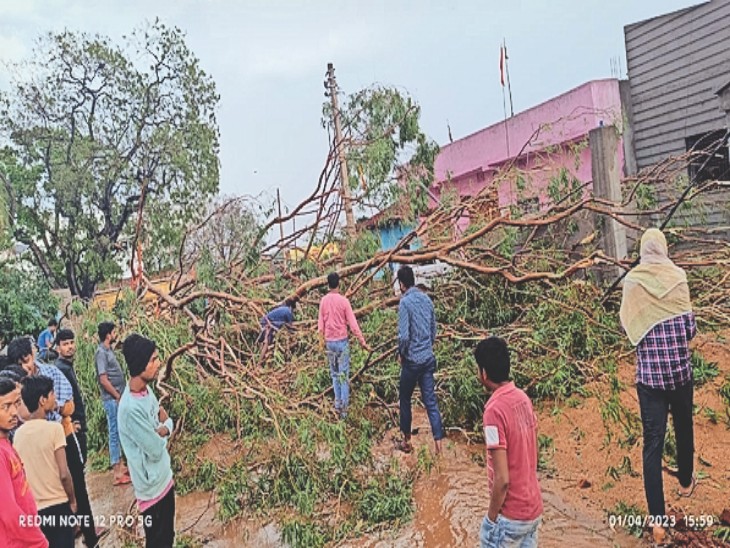 तेज आंधी में घर पर गिरा पेड़,पीड़ितों का जाना हाल | A tree fell on the ...