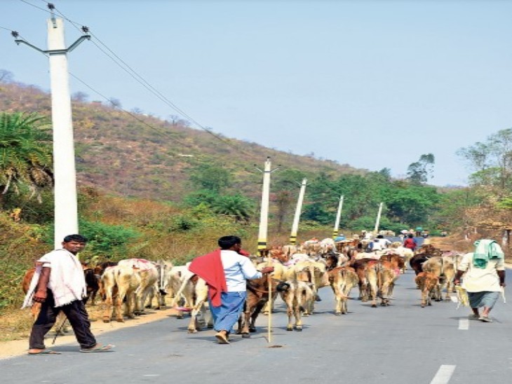 Animal husbandry of Jamui will live on the embankment of Kosi for three ...