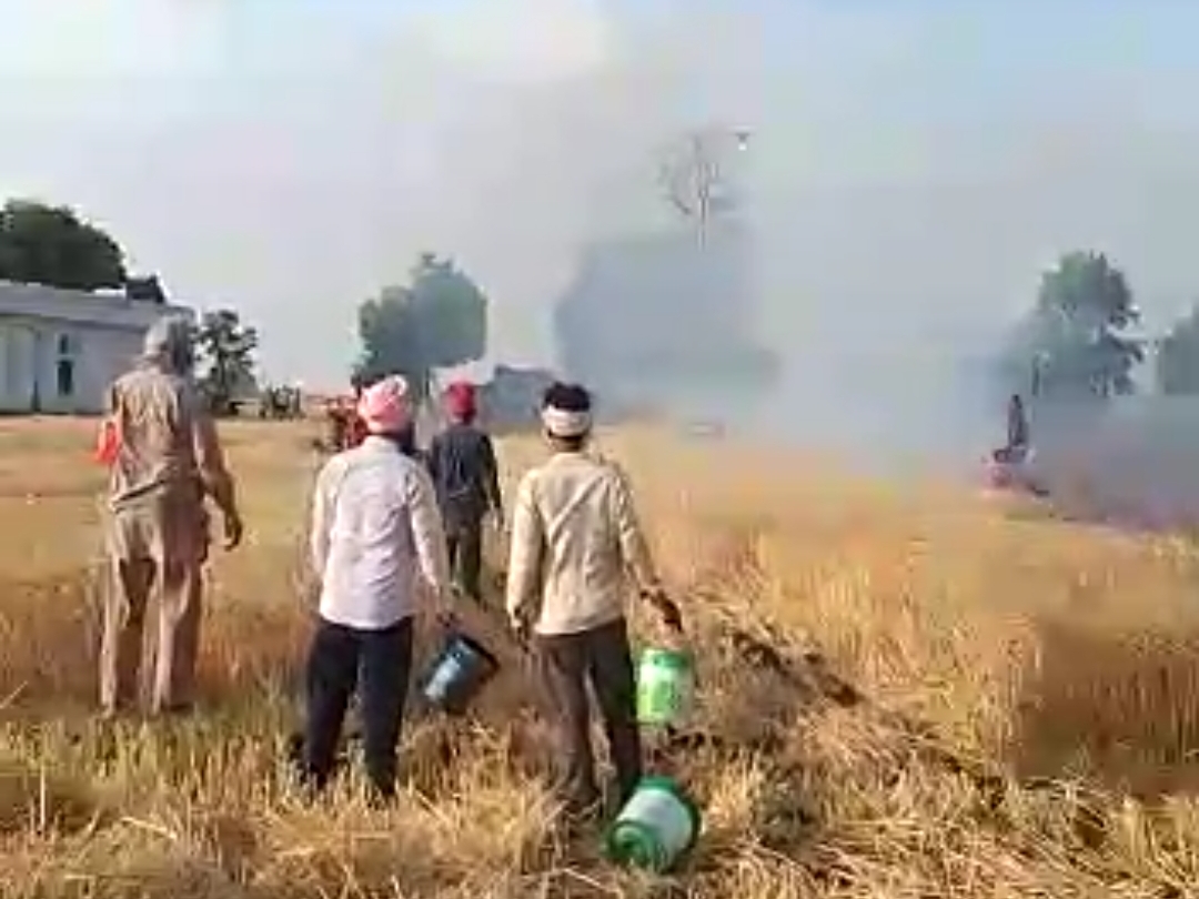 4 bigha wheat crop burnt to ashes, farmers control the fire | बिजली का ...