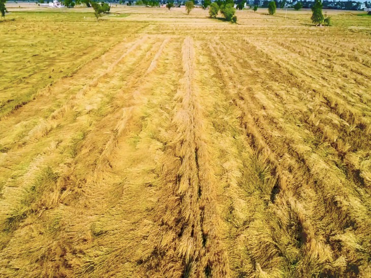 Wheat spread up to 80% in 64 thousand acres, zero recovery of broken ...