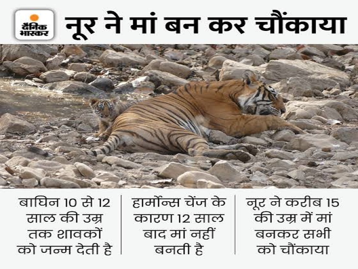 Ranthambore Tiger Reserve VIDEO; Baghin Noor Hunted Sambhar In Sawai ...