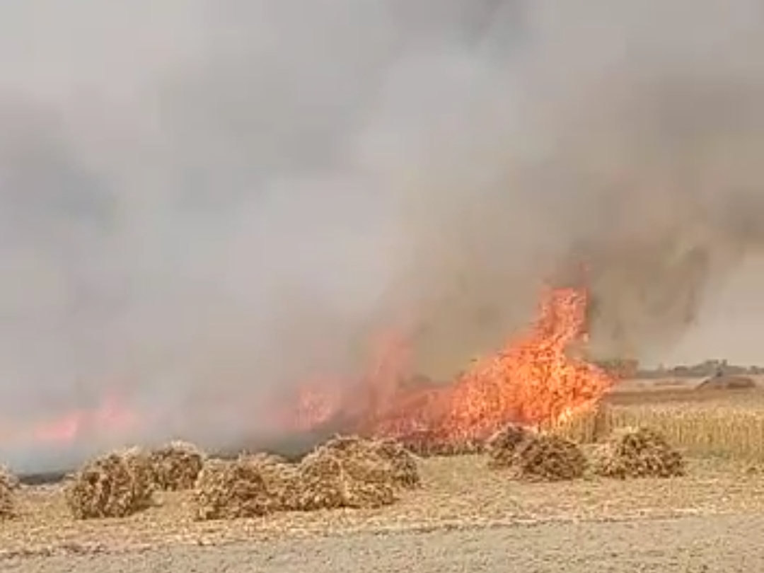 Wheat crop caught fire in the field, 15 to 20 bighas of crop turned to ...