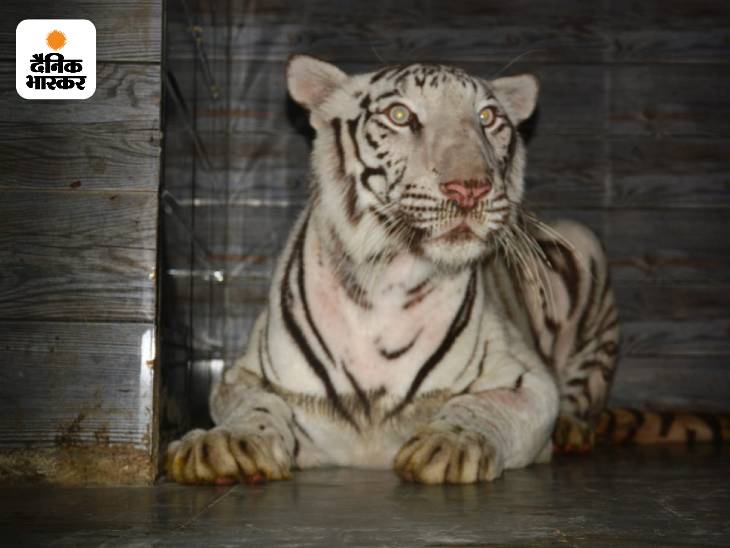Animals being brought under the exchange program, white tigers and ...