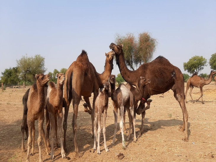 Rajasthan created a record, 17 thousand camels kept in queue | ऊंट ...