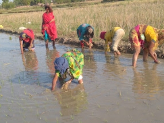 Transplanting is being done with Zayed's crops, nursery is put in March ...