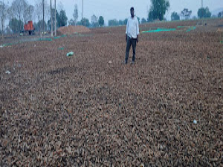 20 minutes of heavy rain, thousands of quintals of turmeric drying up ...