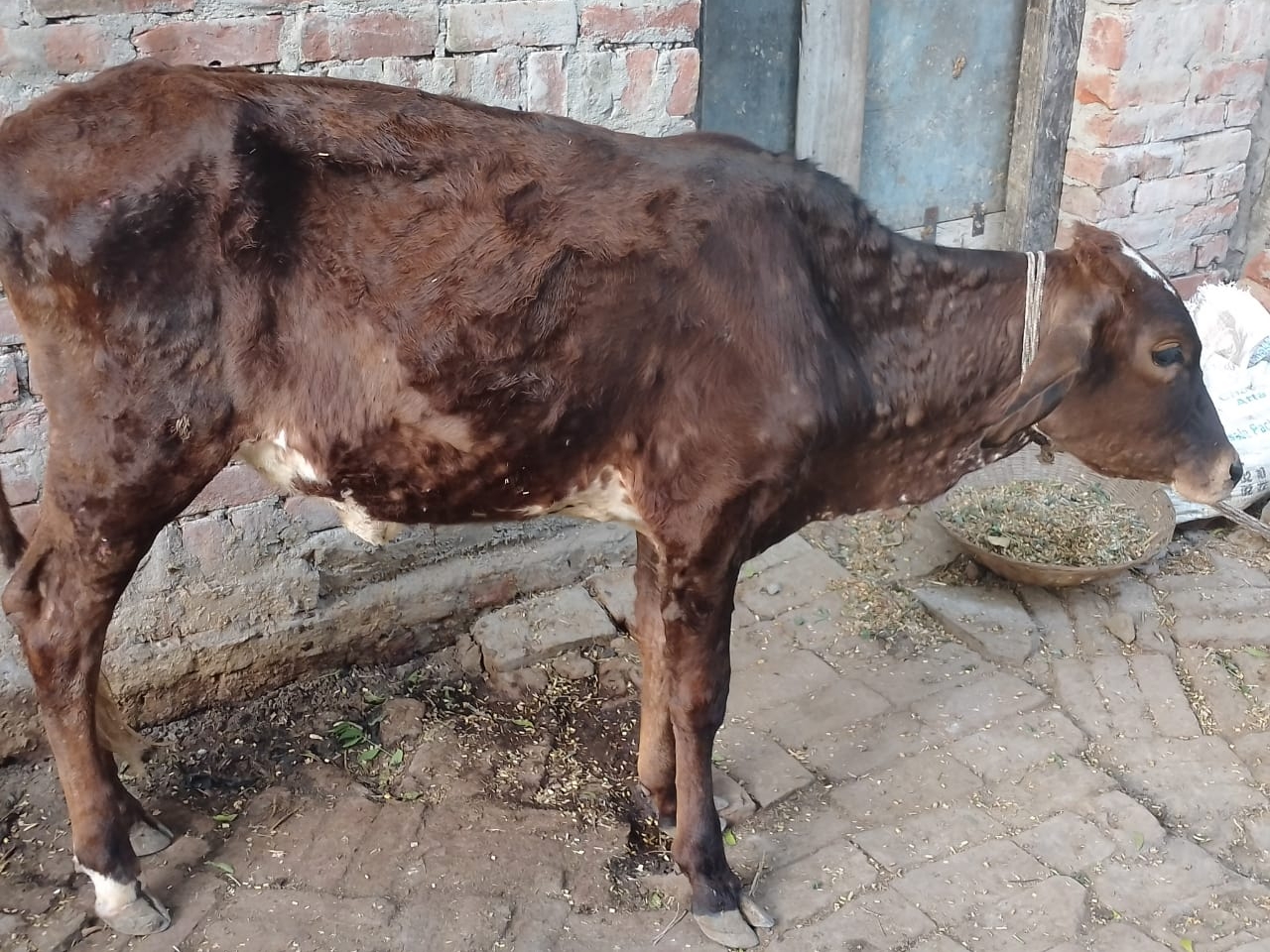 Death of a cow, panic spread among cattle rearers, allegations of ...