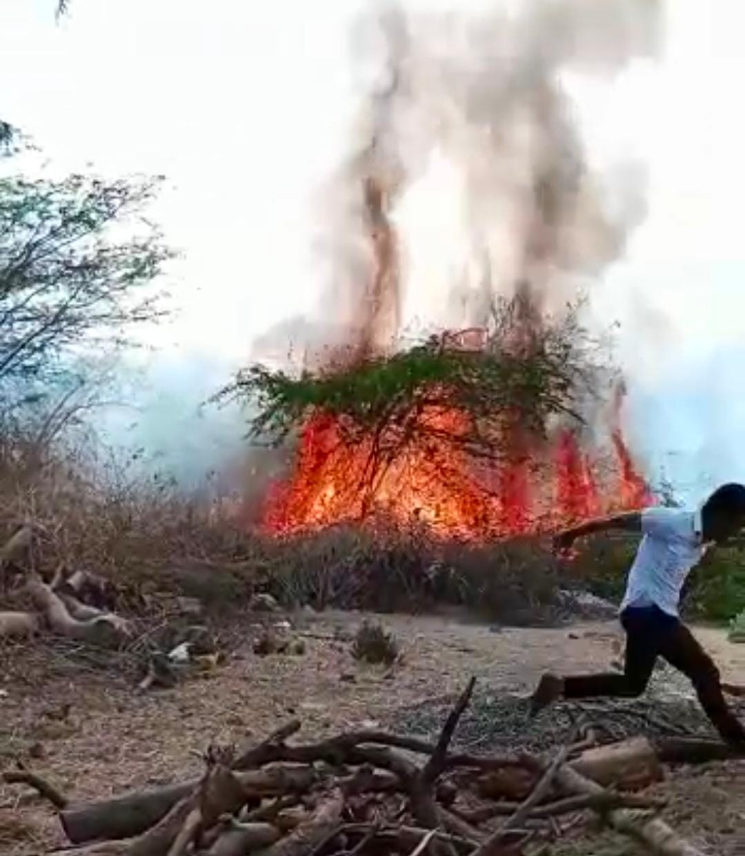 Grass and wood burnt in a bigha forest, the villagers said that the ...