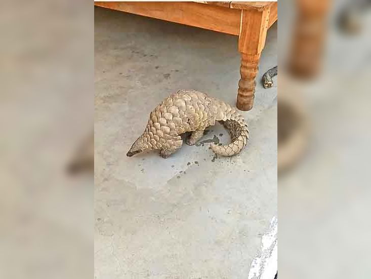 Pangolin animal of extinct species found in Mangokhedi | रोलागांव बीट ...