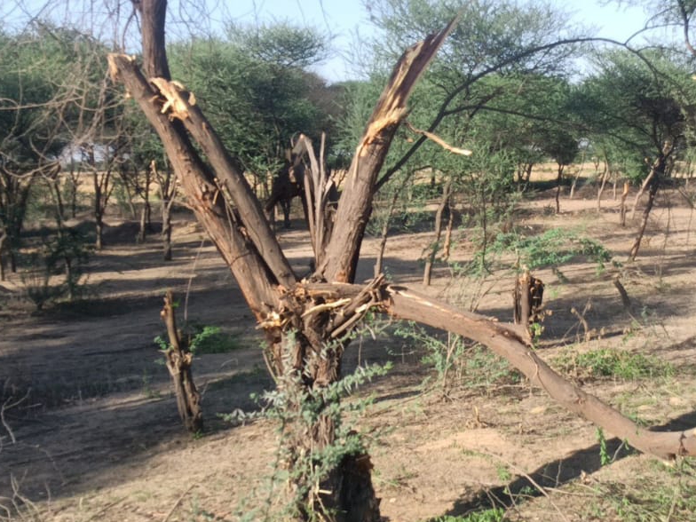 Sirsa Kaluana Village Forest Department Land Illegal felling of trees ...